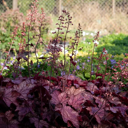 Heuchera "Villosa Plum Power" - ZÁHRADNÍCTVO